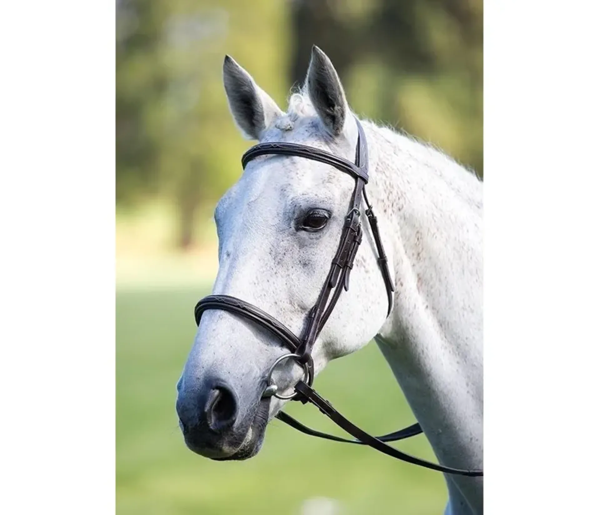 Avignon Raised Cavesson Bridle in Black